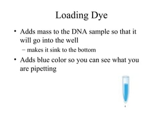 Scott malcolm | A Guide of Gel Electrophoresis Process with all Steps | PPT