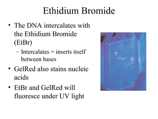 Scott malcolm | A Guide of Gel Electrophoresis Process with all Steps | PPT
