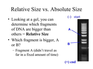 Scott malcolm | A Guide of Gel Electrophoresis Process with all Steps | PPT