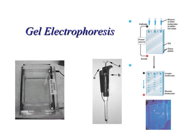 Scott malcolm | A Guide of Gel Electrophoresis Process with all Steps | PPT