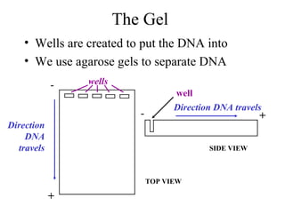 Scott malcolm | A Guide of Gel Electrophoresis Process with all Steps | PPT