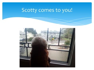 Scotty the Otter and his Adventure to You | PPTX | Travel