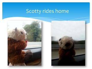 Scotty the Otter and his Adventure to You | PPTX | Travel