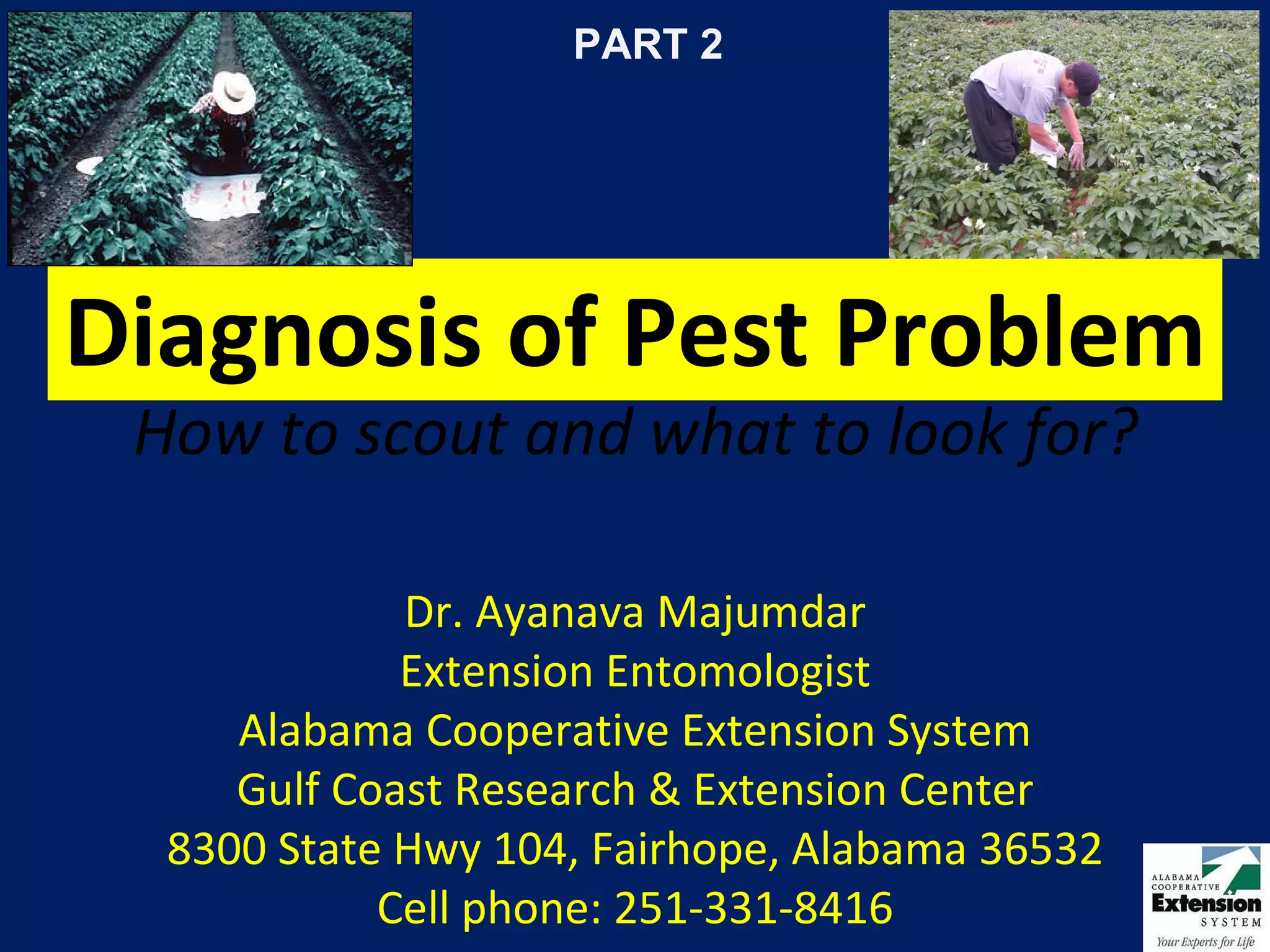 Insect Pests of Tomato and Cole Crops | PPT