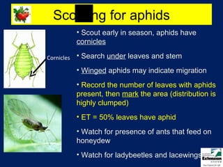 Insect Pests of Tomato and Cole Crops | PPT