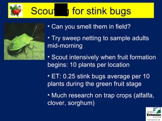 Insect Pests of Tomato and Cole Crops | PPT