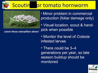Insect Pests of Tomato and Cole Crops | PPT