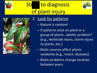 Insect Pests of Tomato and Cole Crops | PPT