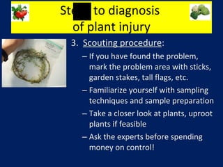 Insect Pests of Tomato and Cole Crops | PPT