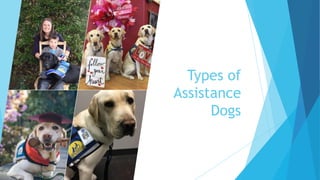 Canine Companions for Independence | PPTX