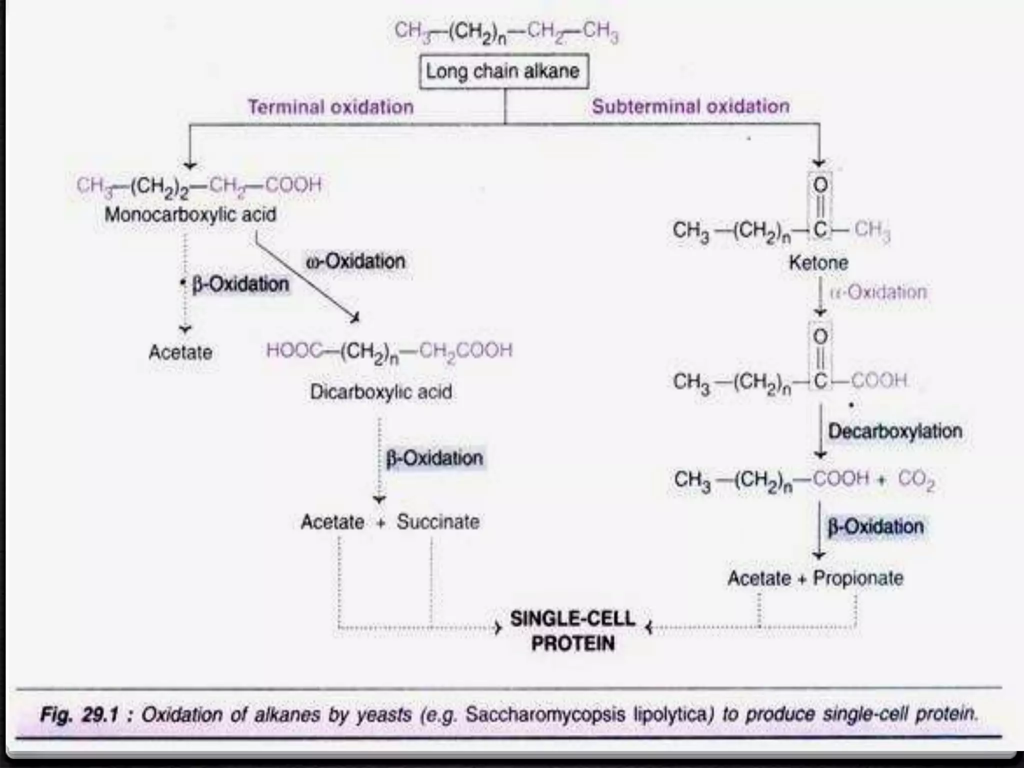 Single Cell Protein(SCP) | PPT