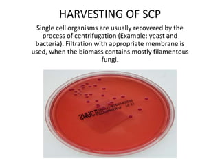 SCP | PPTX | Biological Sciences | Science