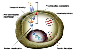 Single Cell Protein by Dr. Pooja Singh MSc., PhD Botany | PPTX