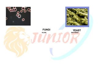SINGLE CELL PROTEINS | DOCX