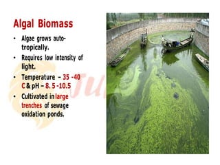 SINGLE CELL PROTEINS | DOCX