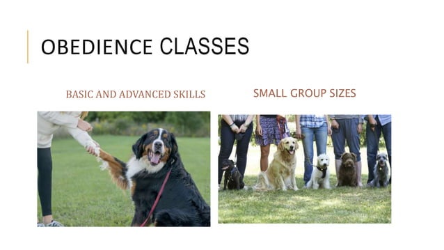 SC_PPT_1_Pets_AlmamoonAlshaif.pptx