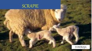 prion diseases(Scrapie and cjd) | PPTX