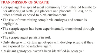 prion diseases(Scrapie and cjd) | PPTX