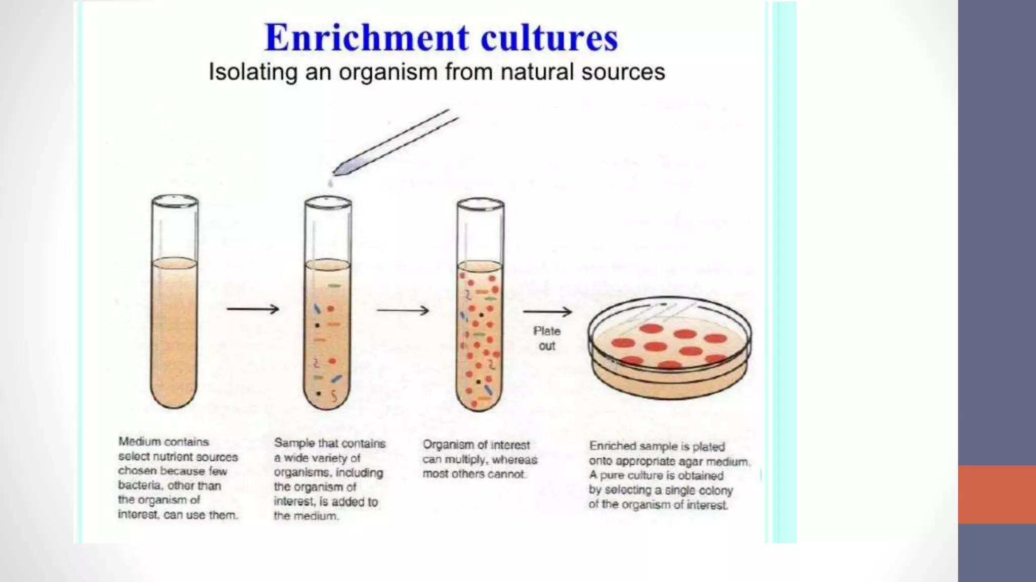 Screening of industrial microorganisms | PPTX