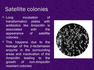 Screening and maintainance of the clones.ppt
