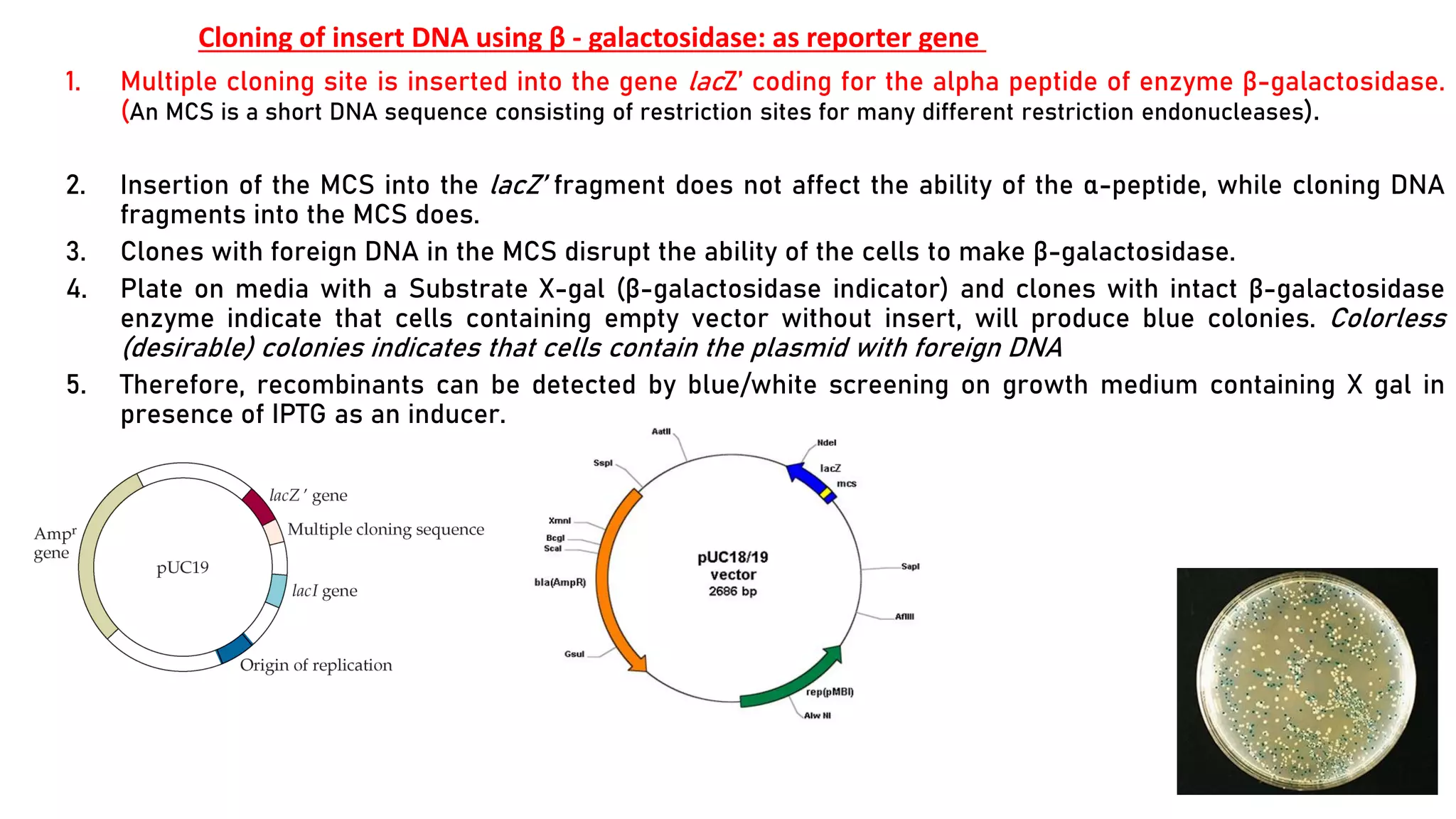 Screening and selection of recombinants | PDF