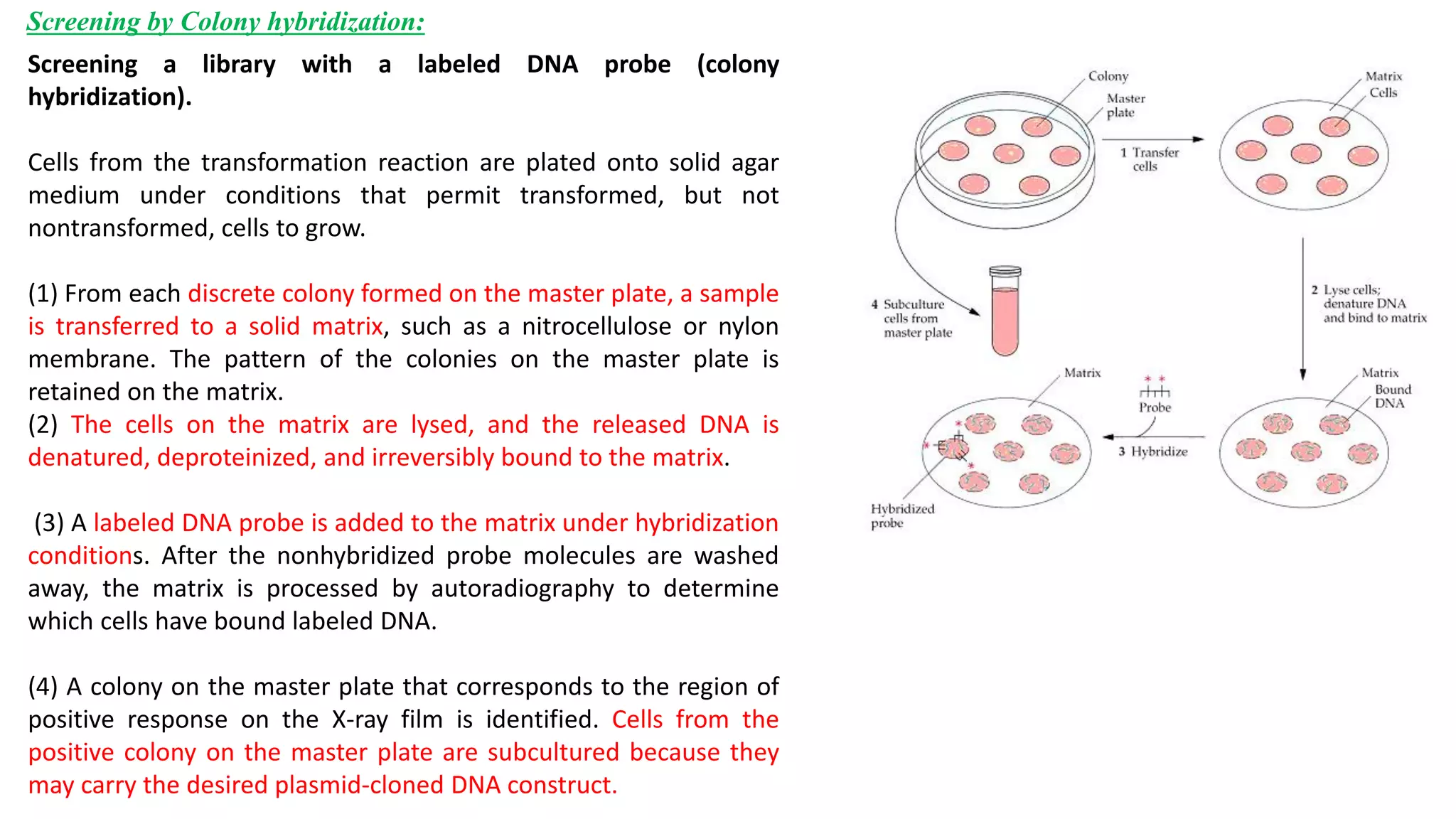 Screening and selection of recombinants | PDF