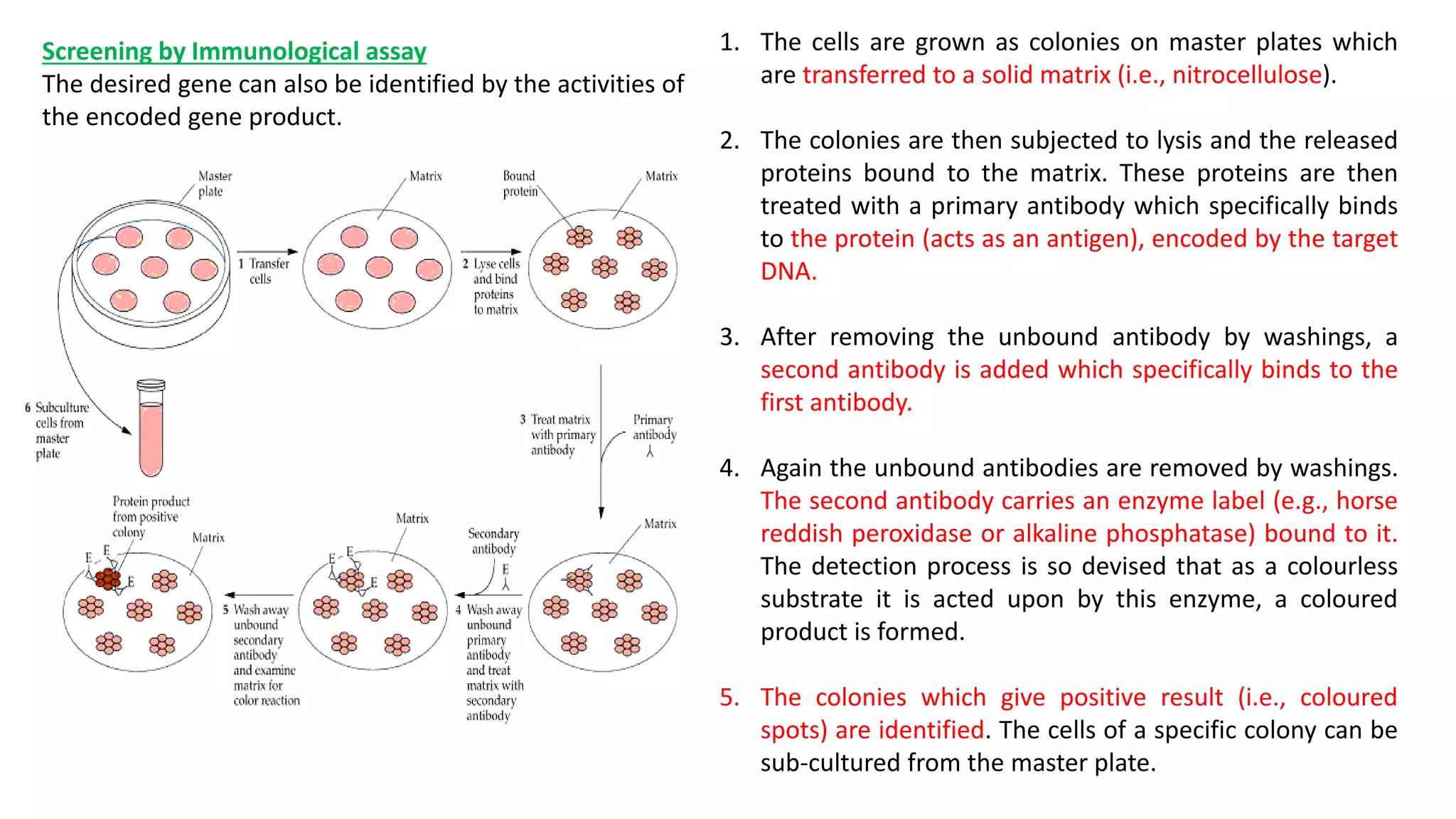 Screening and selection of recombinants | PDF