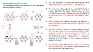 Screening and selection of recombinants | PDF
