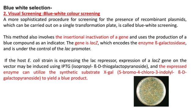 Screening and selection of recombinants | PDF