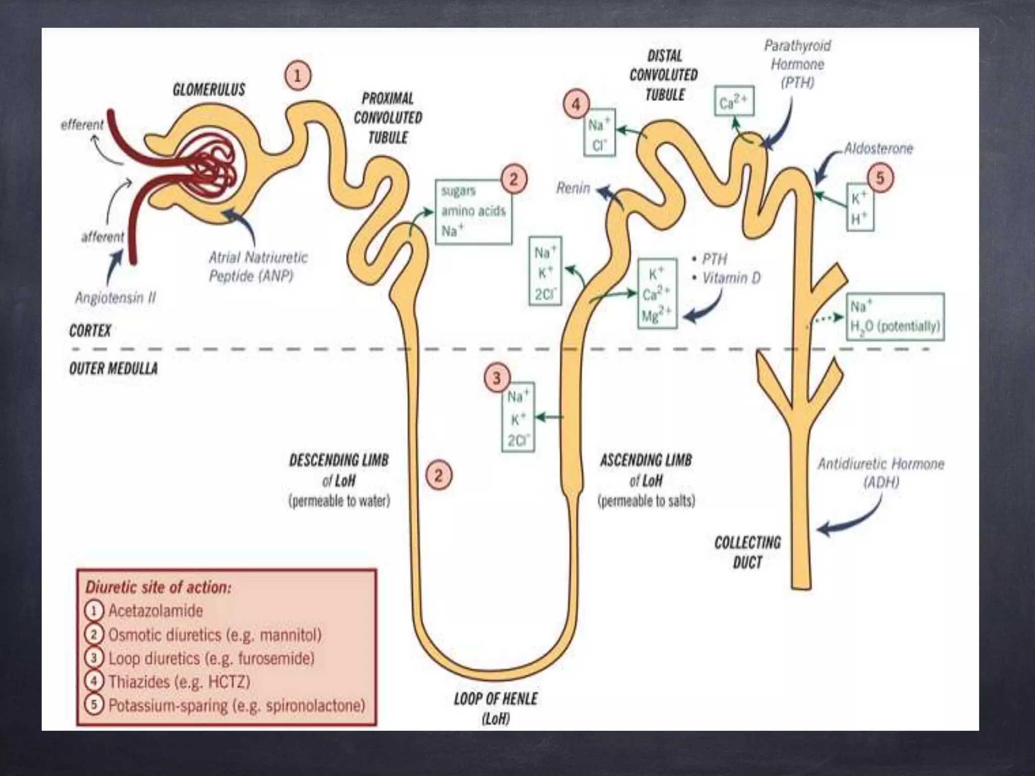 Screening diuretic drugs | PPTX
