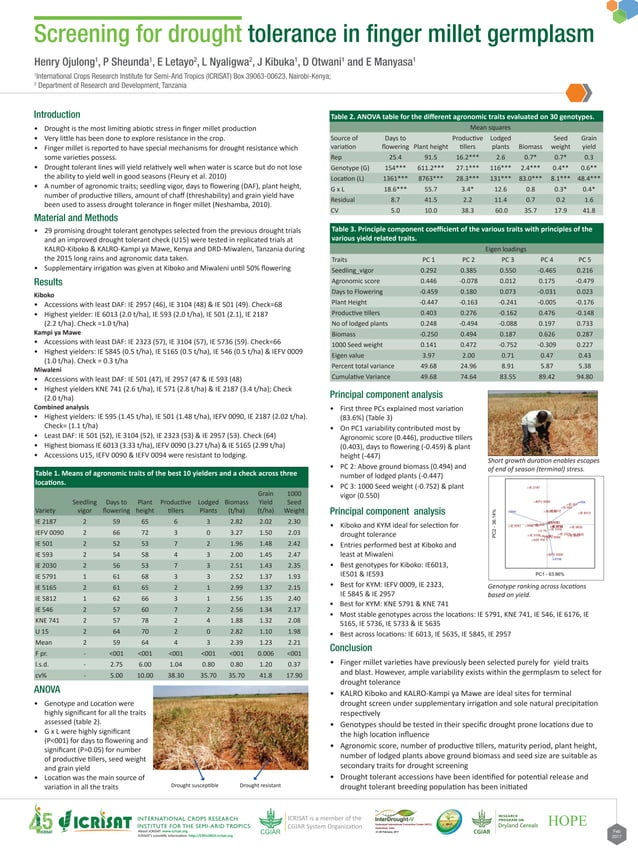 Screening for drought tolerance in finger millet germplasm | PDF | Agriculture | Industries