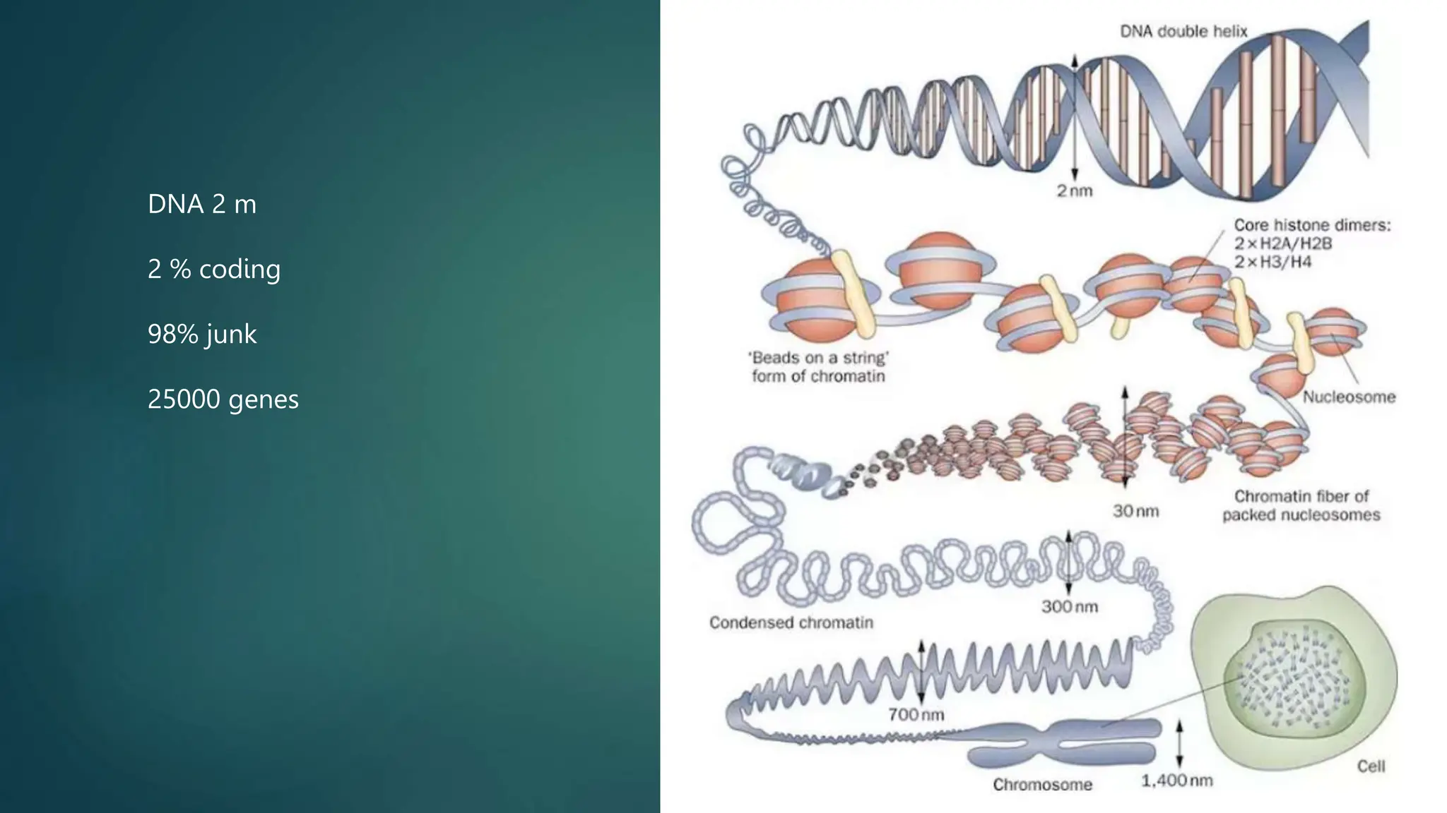 Screening methods- Genetic Testing counselling.pptx