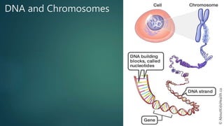 Screening methods- Genetic Testing counselling.pptx