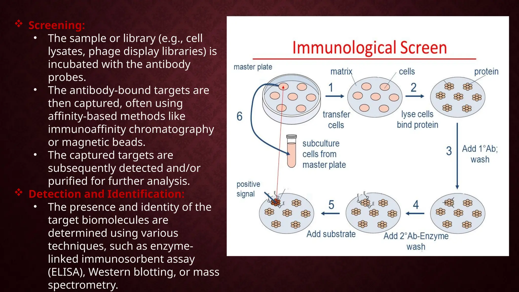 Screening Methods for clone identification | PPTX