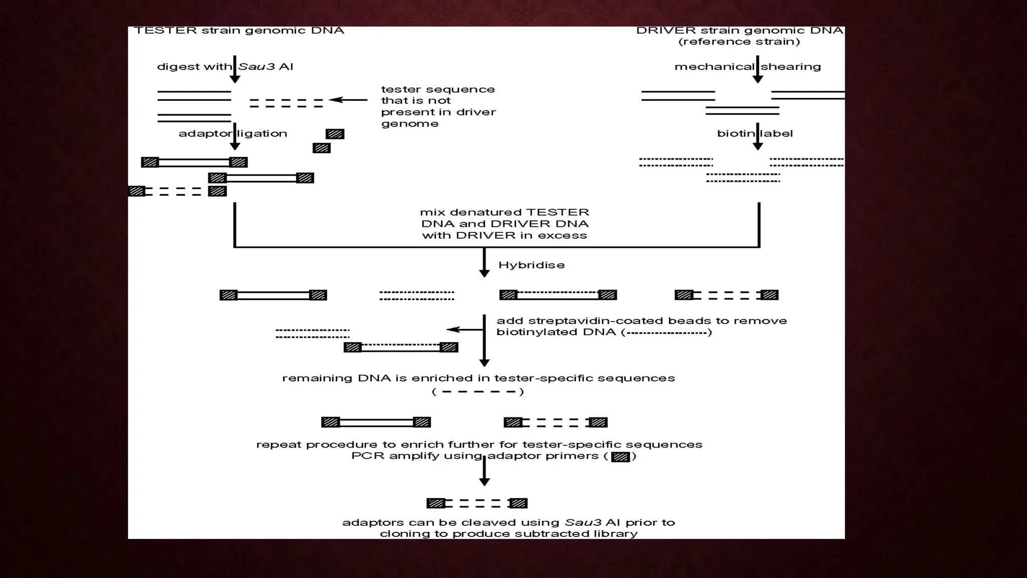 Screening Methods for clone identification | PPTX