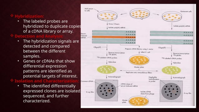 Screening Methods for clone identification | PPTX