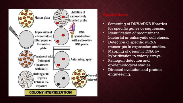 Screening Methods for clone identification | PPTX