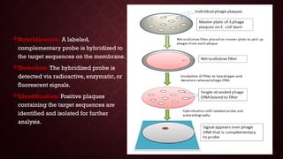 Screening Methods for clone identification | PPTX