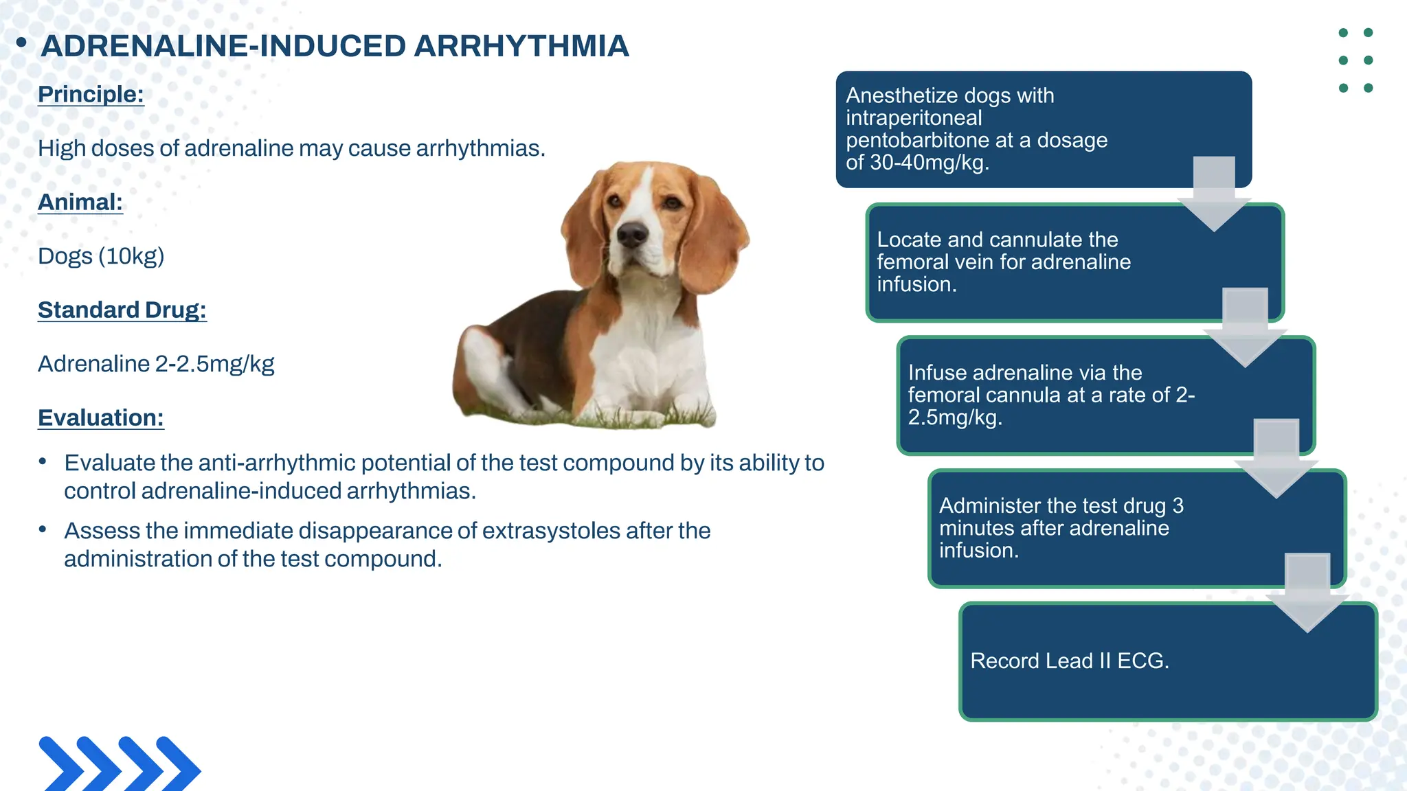 SCREENING MODELS FOR ANTI-ARRTHMICS AND ANTI-ANGINAL AGENTS.pptx