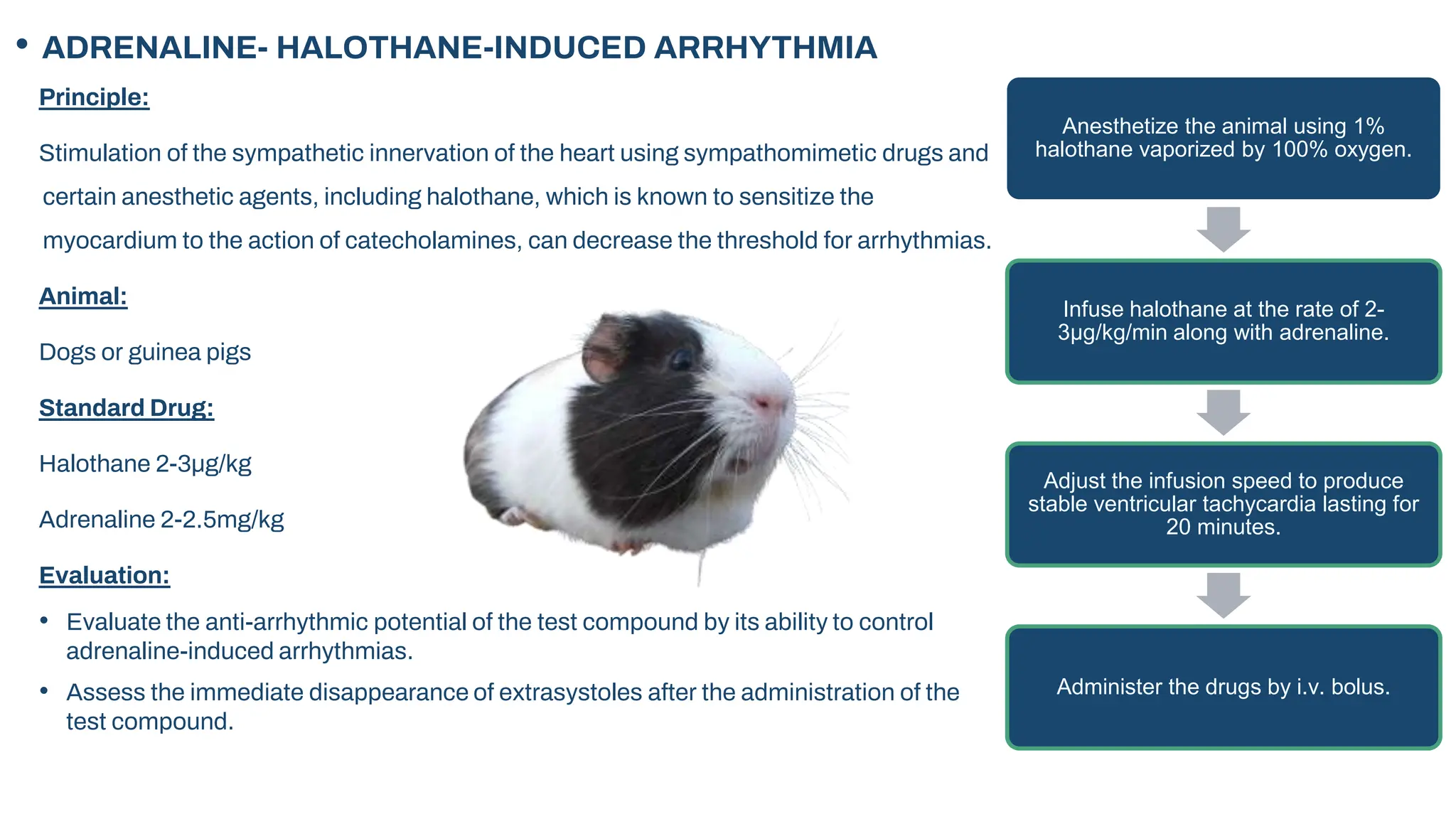 SCREENING MODELS FOR ANTI-ARRTHMICS AND ANTI-ANGINAL AGENTS.pptx