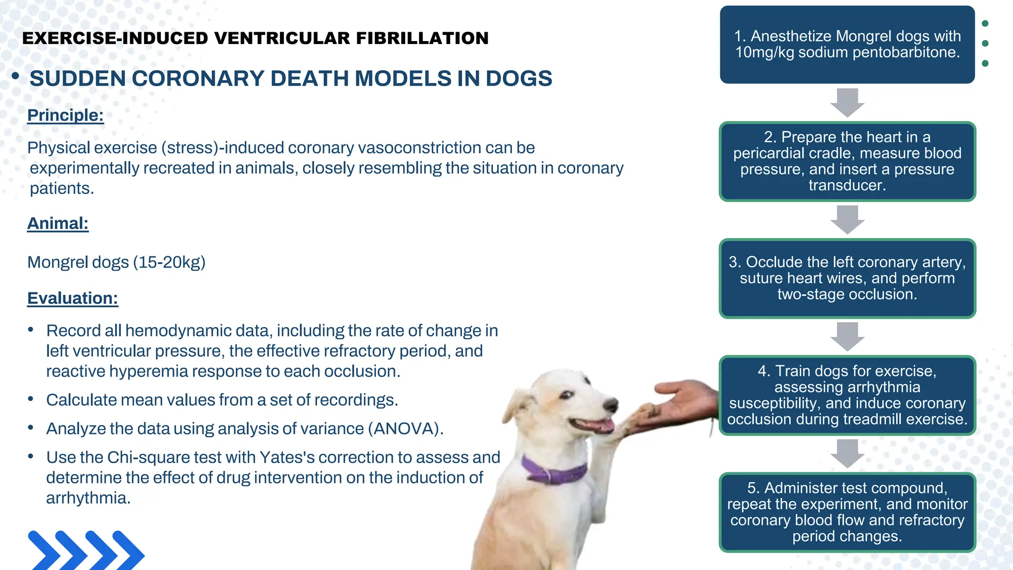 SCREENING MODELS FOR ANTI-ARRTHMICS AND ANTI-ANGINAL AGENTS.pptx