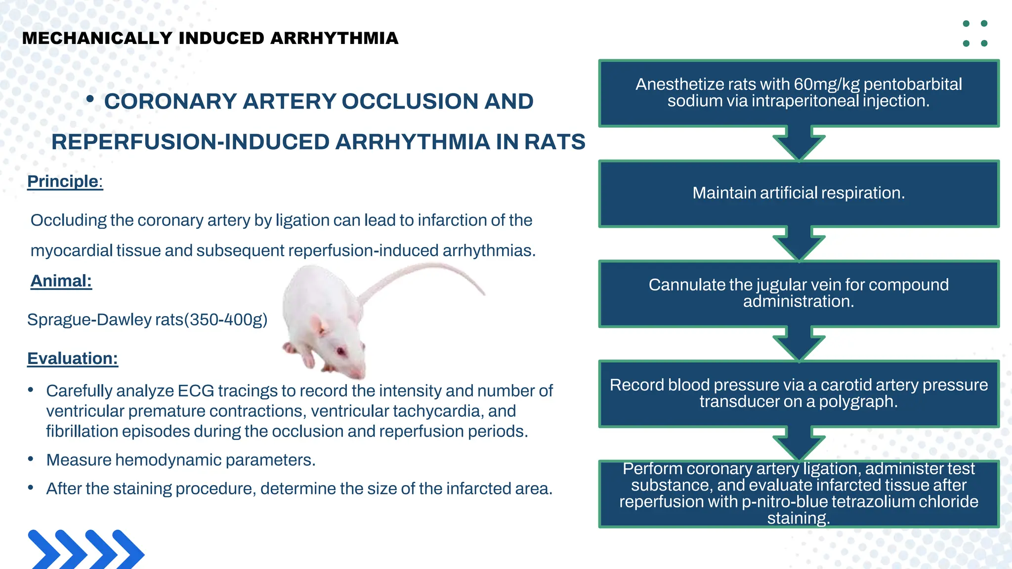 SCREENING MODELS FOR ANTI-ARRTHMICS AND ANTI-ANGINAL AGENTS.pptx