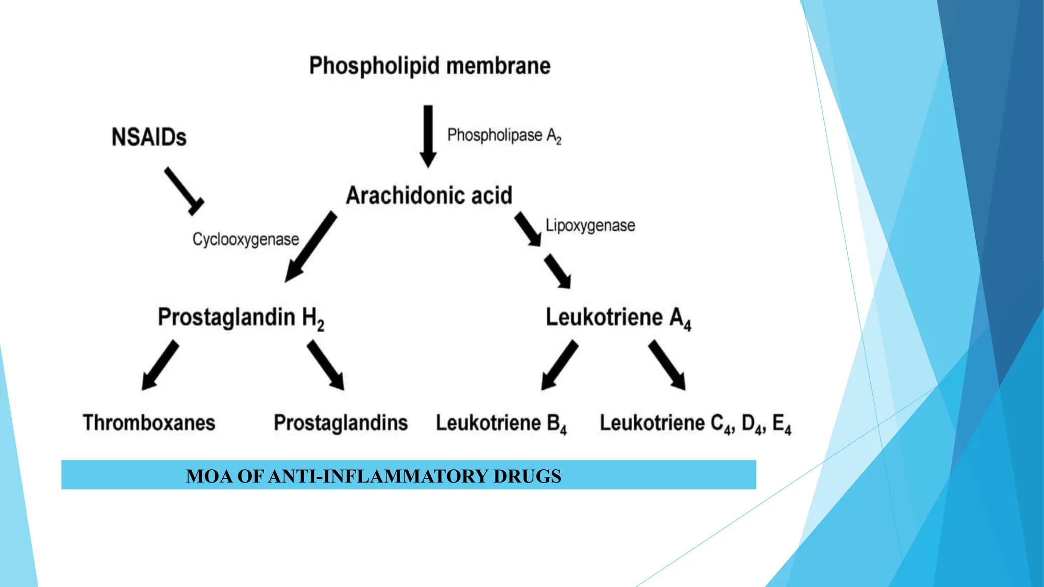Navigating the Landscape: Innovative Screening Models for Anti ...