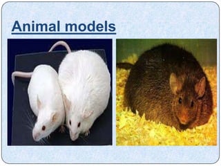 Screening of anti obesity drugs | PPTX