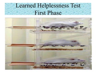 Screening of antidepressant agents | PPTX