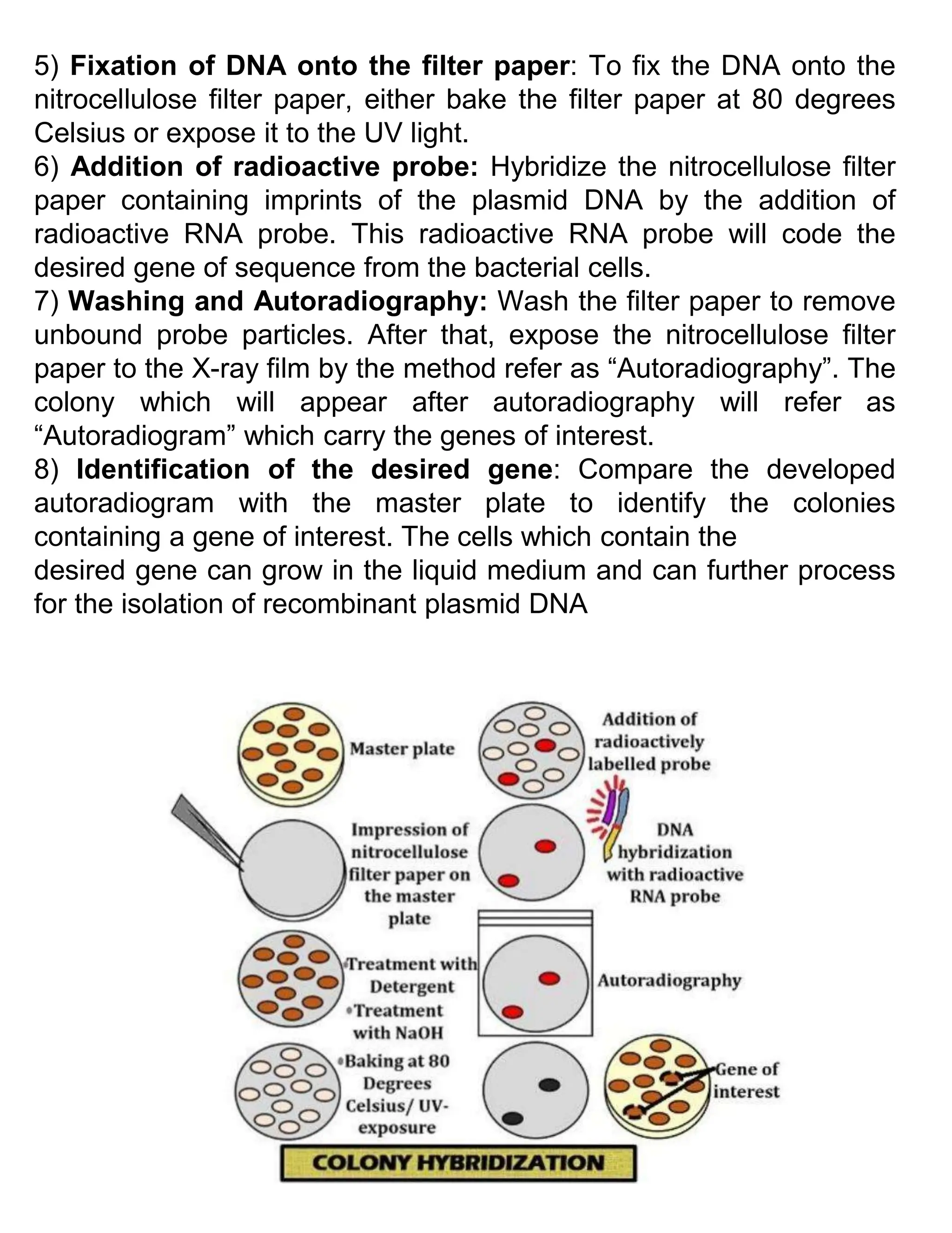 SCREENING OF DNA LIBRARIES : hybridization, immunological method. | PPTX