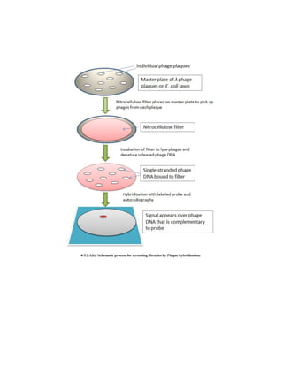 SCREENING OF DNA LIBRARIES : hybridization, immunological method. | PPTX