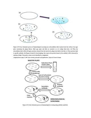 SCREENING OF DNA LIBRARIES : hybridization, immunological method. | PPTX
