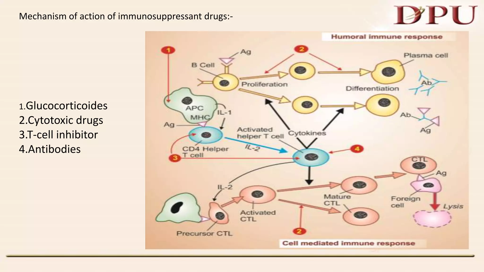 Screening of immunomodulatory drugs | PPTX