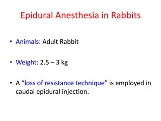 Screening of Local Anaesthestics | PPTX